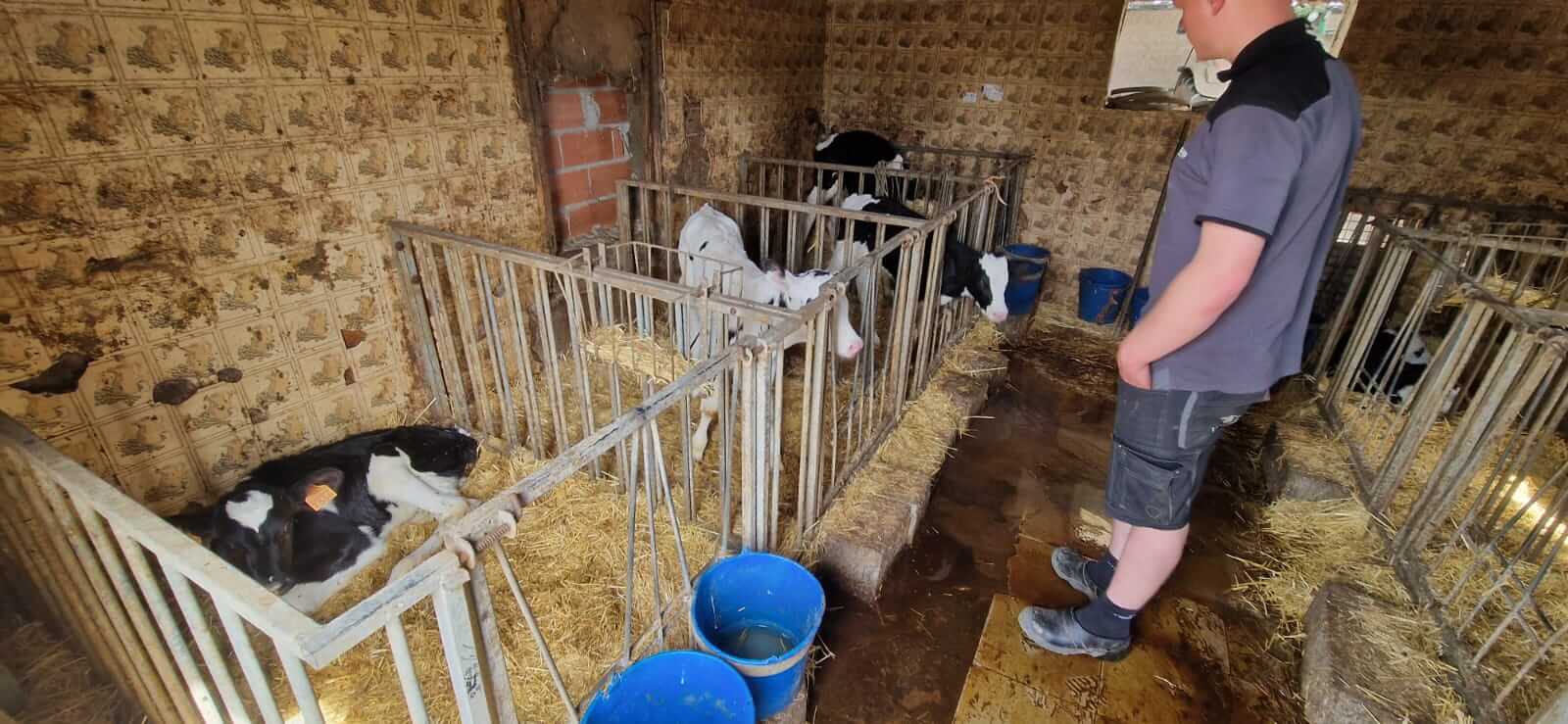 Die ersten Topcalf Kälberboxen in Spanien | Topcalf